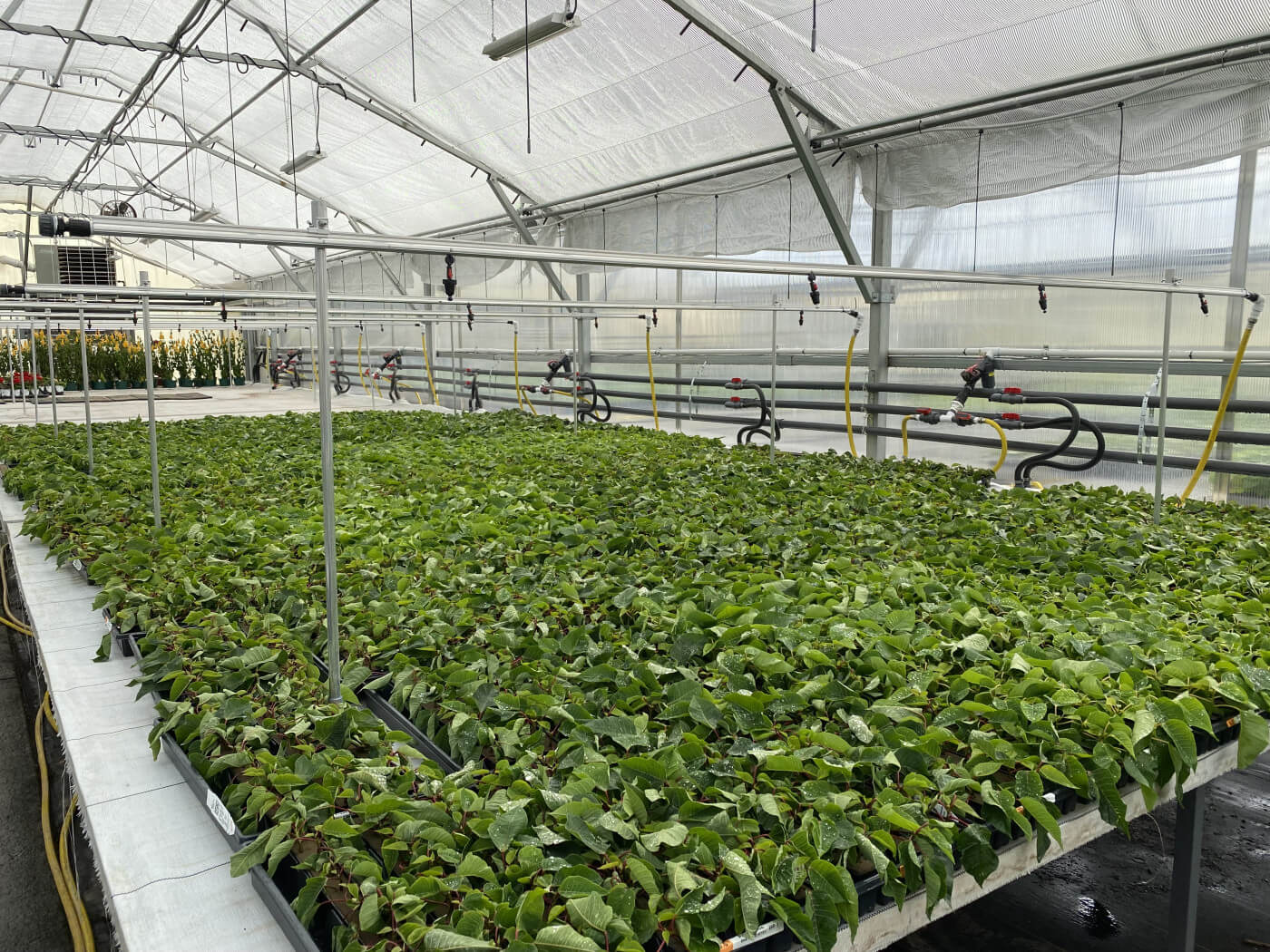 Irrigation Upgrades to Reduce Labor and Improve Plant Quality ...